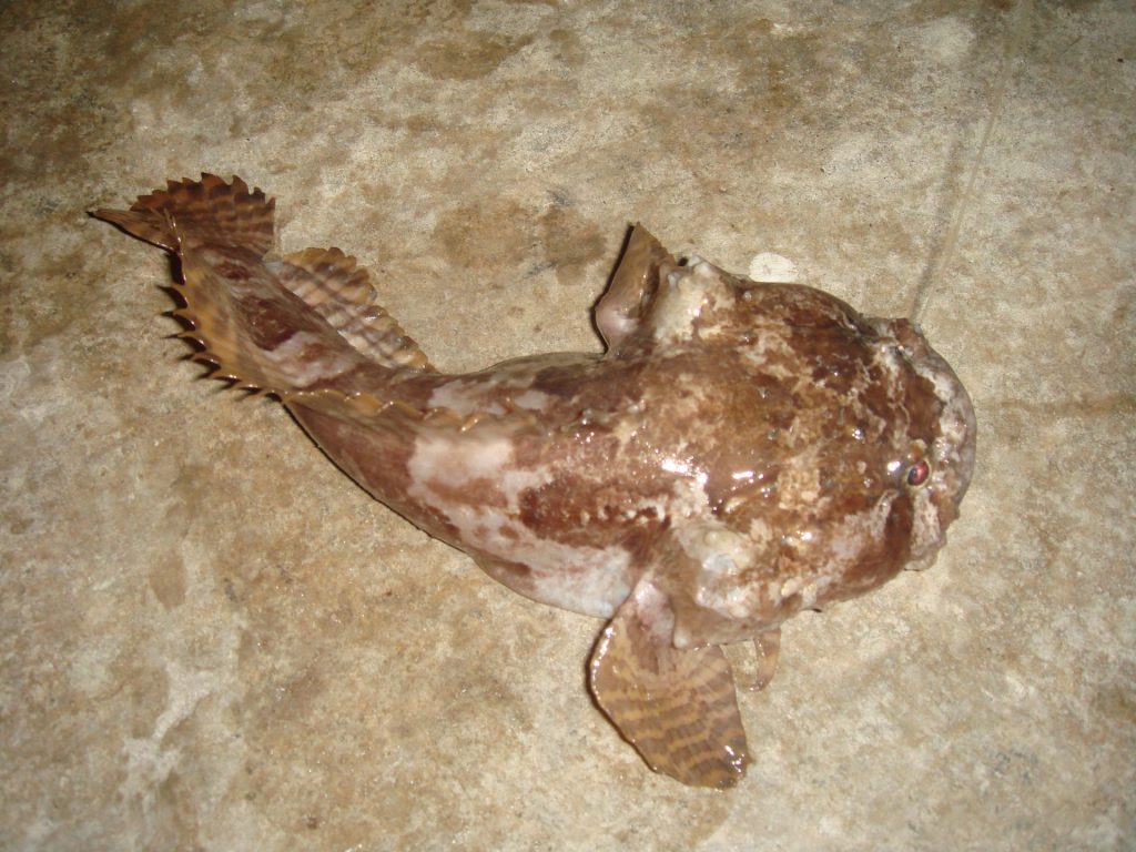 Spesies Pengacau Umpan Pancingan Muara - Umpan