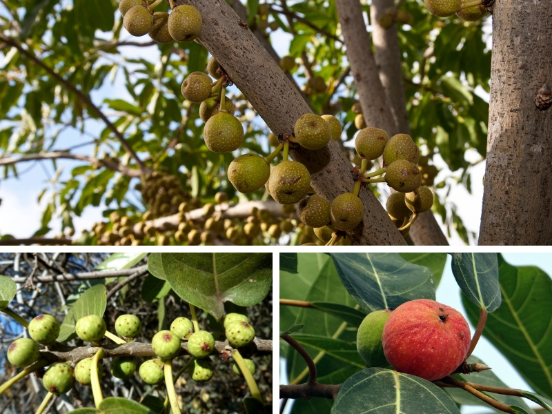 Info Spesies : Kenali buah ara, umpan popular patin sungai - Umpan