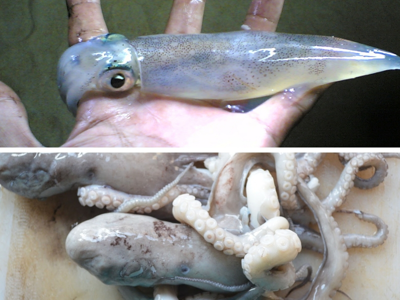 Umpan power: Sotong cumit VS sotong kurita - Umpan