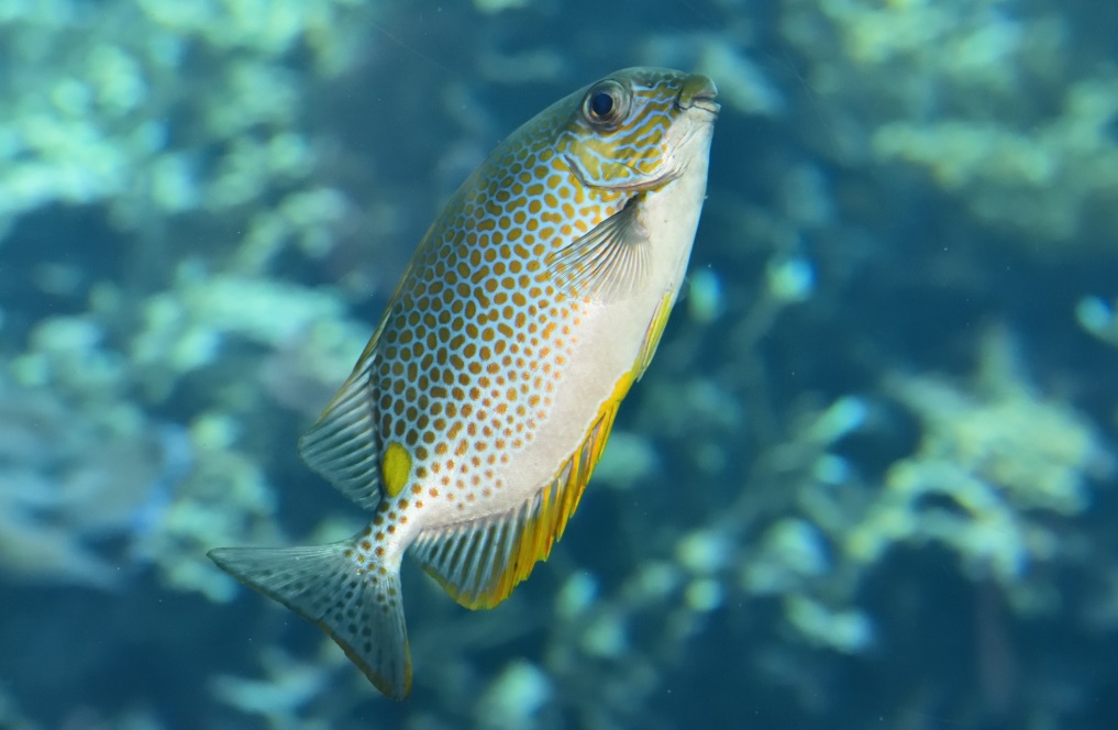 Kenali ikan dengkis - Umpan