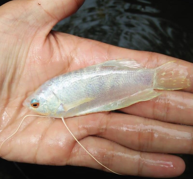 Kenali keluarga ikan sepat - Umpan