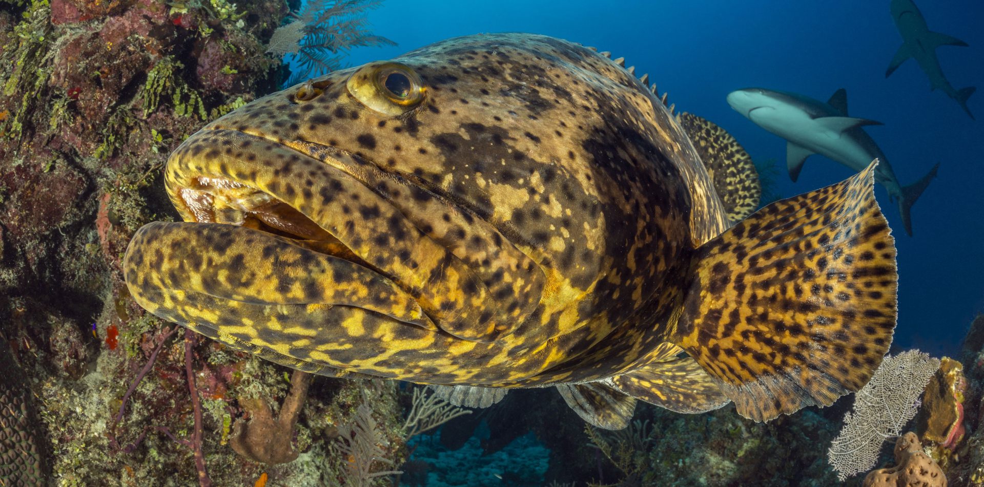 Kenali Keluarga Ikan Kerapu - Umpan